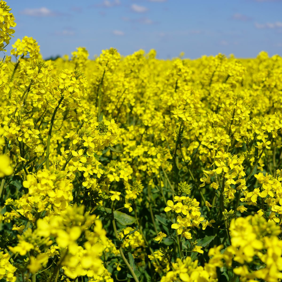 Žieminiai hibridiniai rapsai TRIATHLON (Integral Pro+ ComCat) | UAB ...