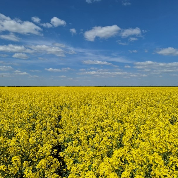 Žieminiai hibridiniai rapsai TRIATHLON (Integral Pro + Lumiposa ...