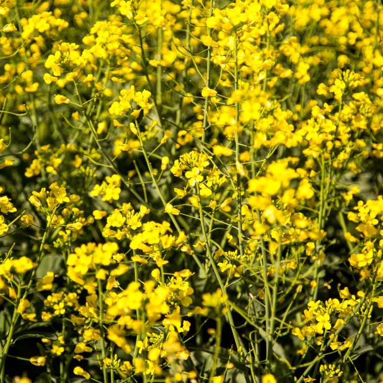 Vasariniai rapsai CICLUS CL | UAB Agrokoncernas