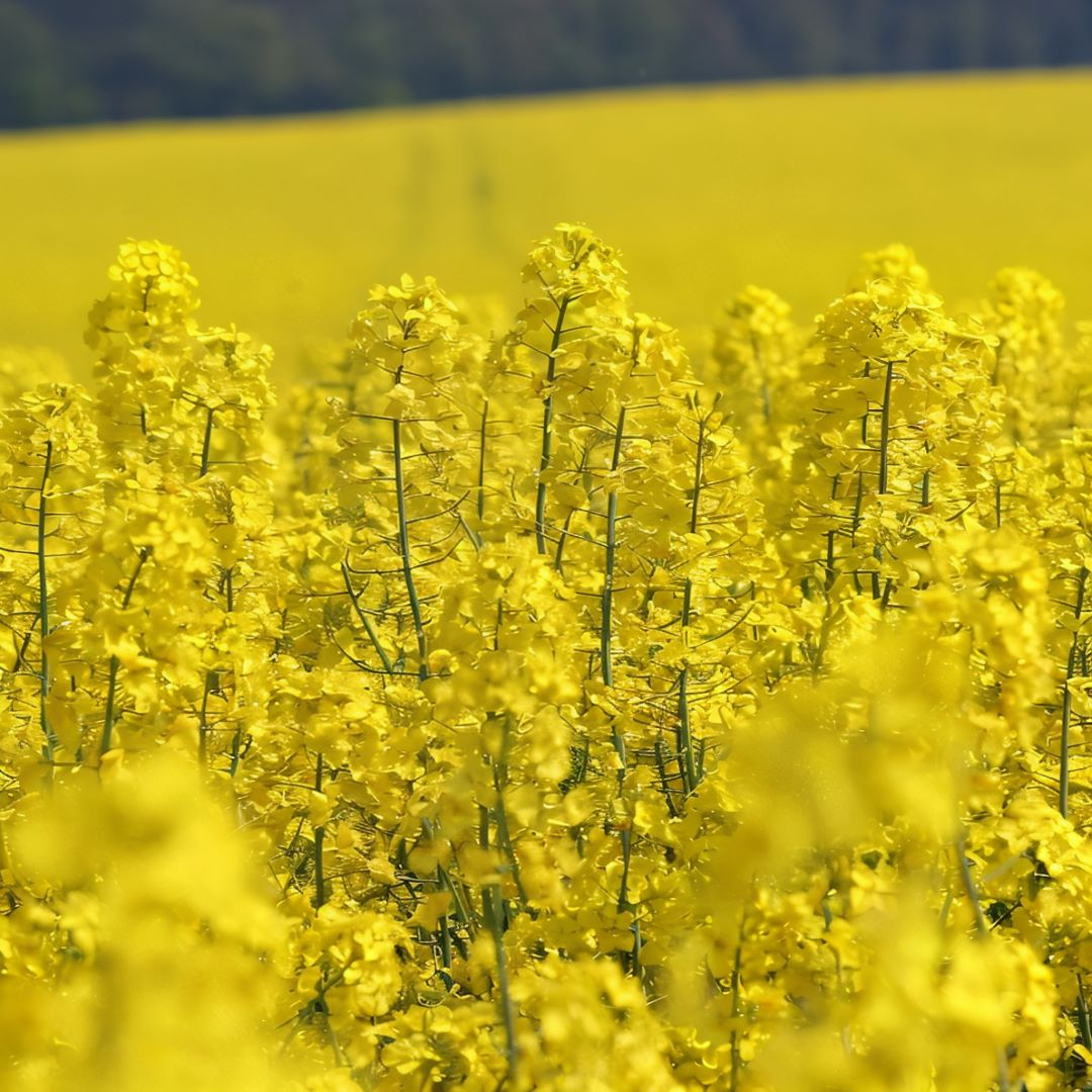 Vasariniai rapsai INV 120 CL | UAB Agrokoncernas