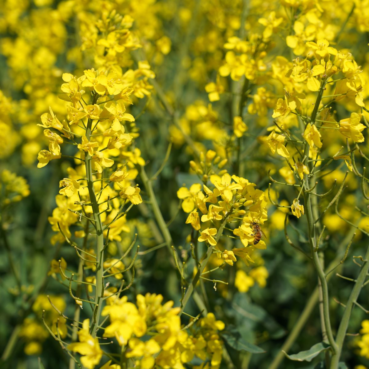 Žieminiai hibridiniai rapsai KWS DEMOS (Integral Pro) | UAB Agrokoncernas