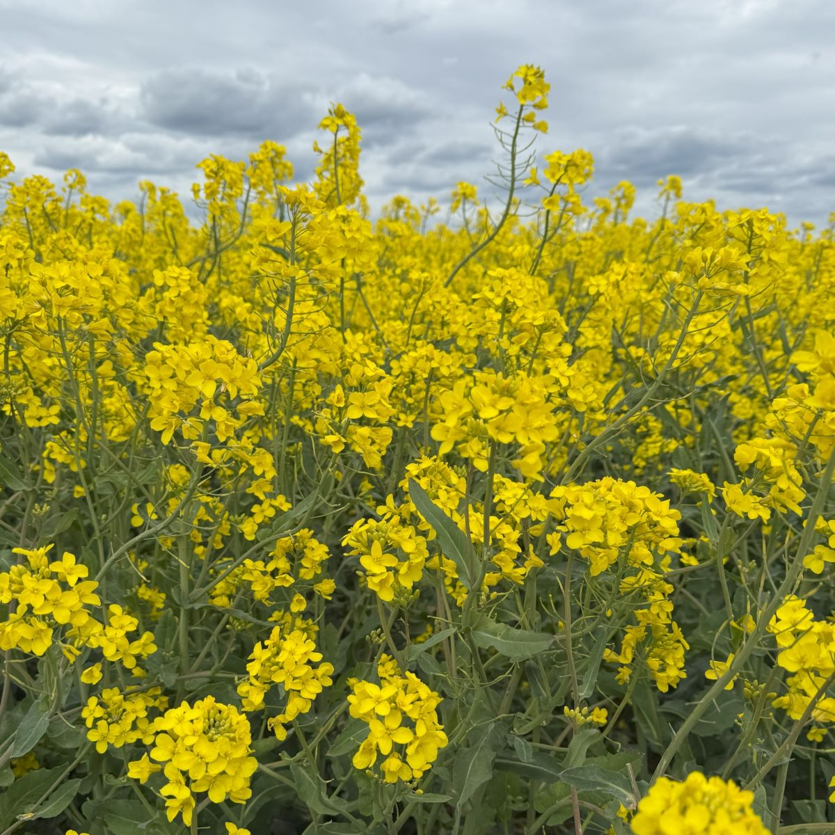 Žieminiai hibridiniai rapsai CROME (Integral Pro) | UAB Agrokoncernas