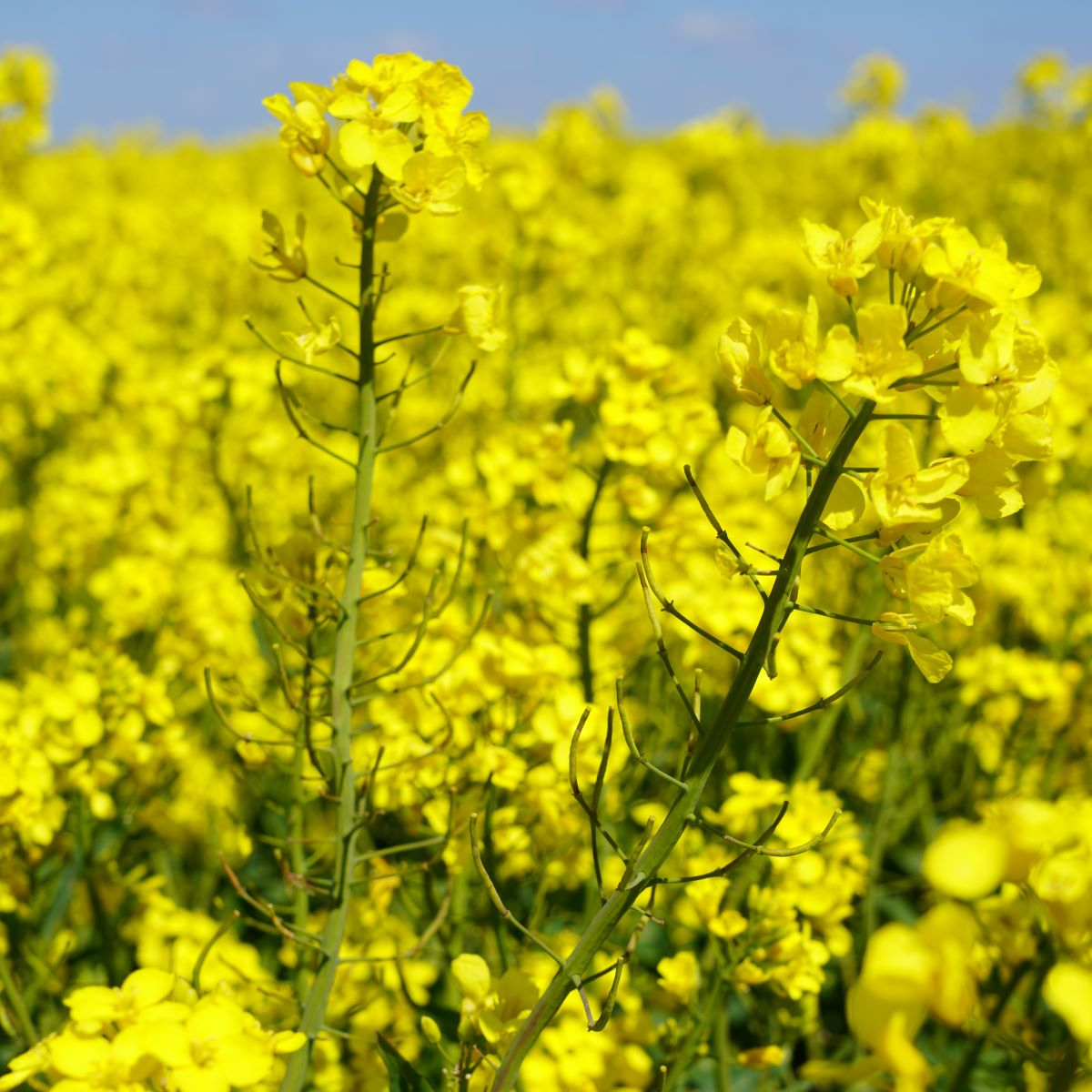 Žieminiai hibridiniai rapsai DK EXBURY (Scenic Gold) | UAB Agrokoncernas