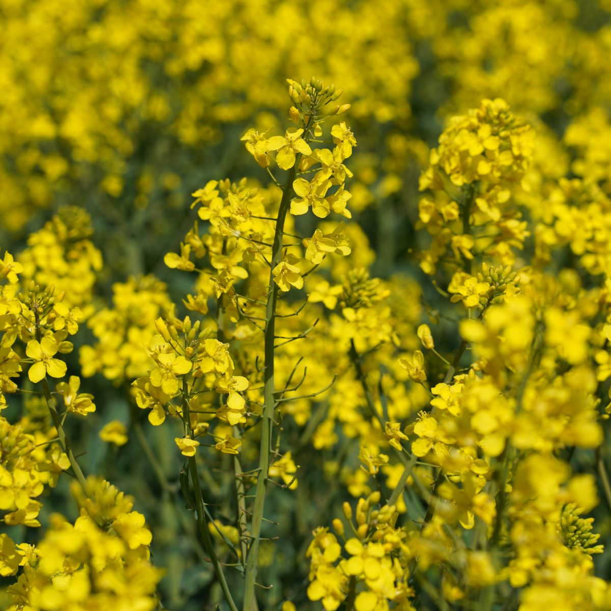 Žieminiai hibridiniai rapsai DUPLO (Integral Pro + ComCat) | UAB ...