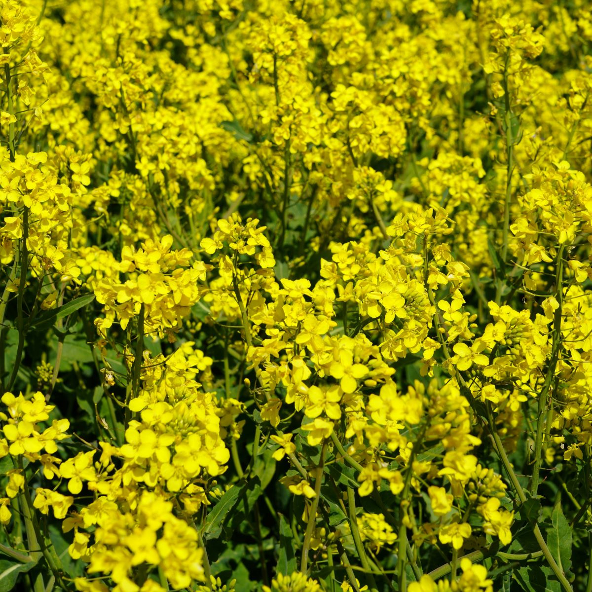 Žieminiai hibridiniai rapsai DUPLO (Integral Pro + ComCat) | UAB ...