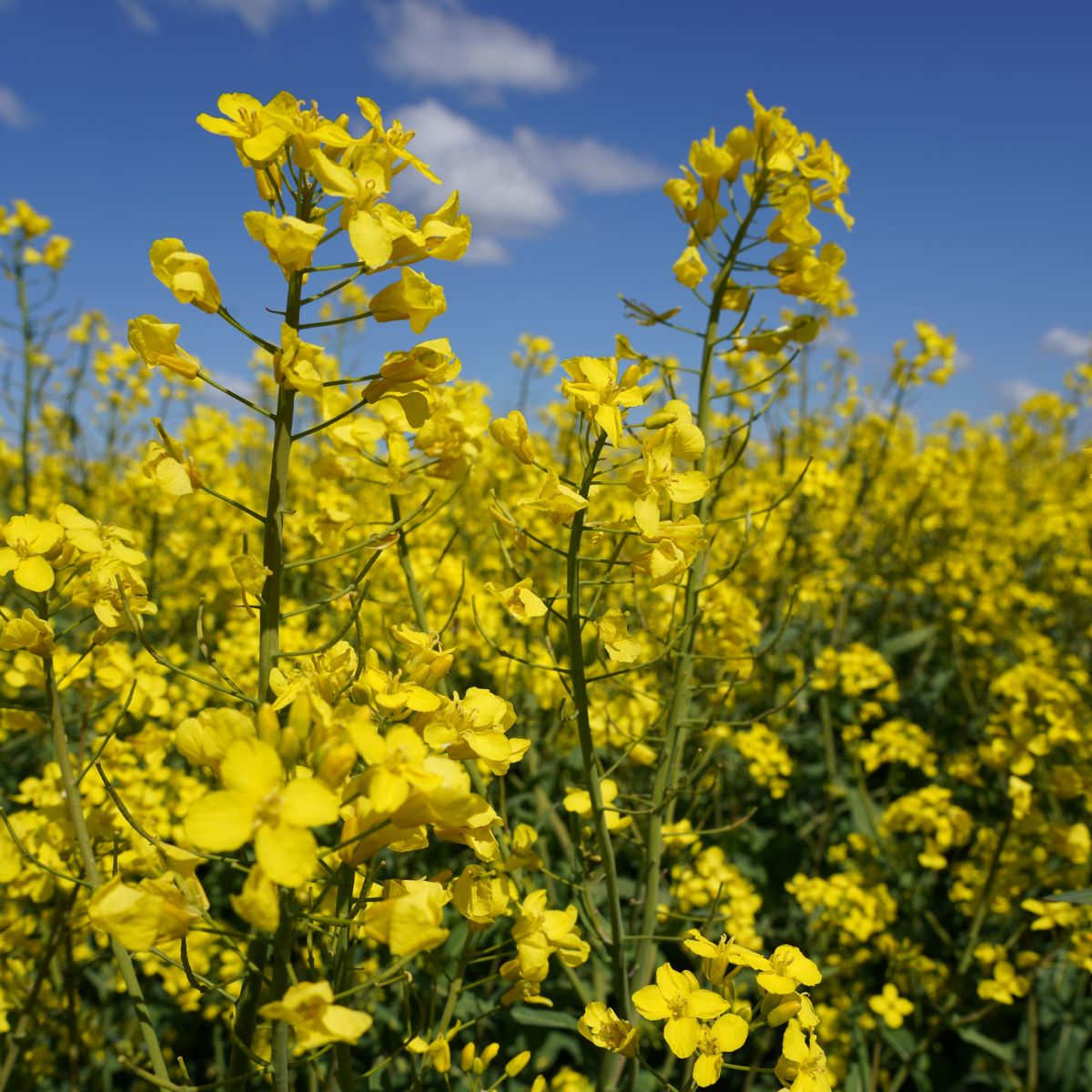 Žieminiai hibridiniai rapsai MERCEDES (Integral Pro) | UAB Agrokoncernas