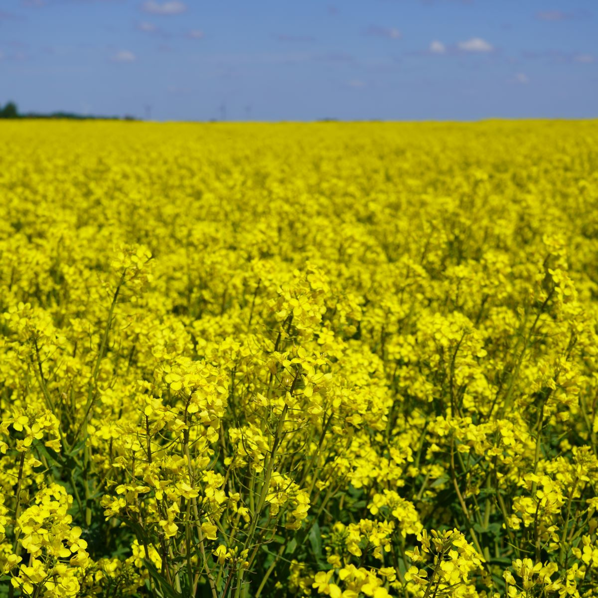 Žieminiai hibridiniai rapsai MERCEDES (Integral Pro) | UAB Agrokoncernas