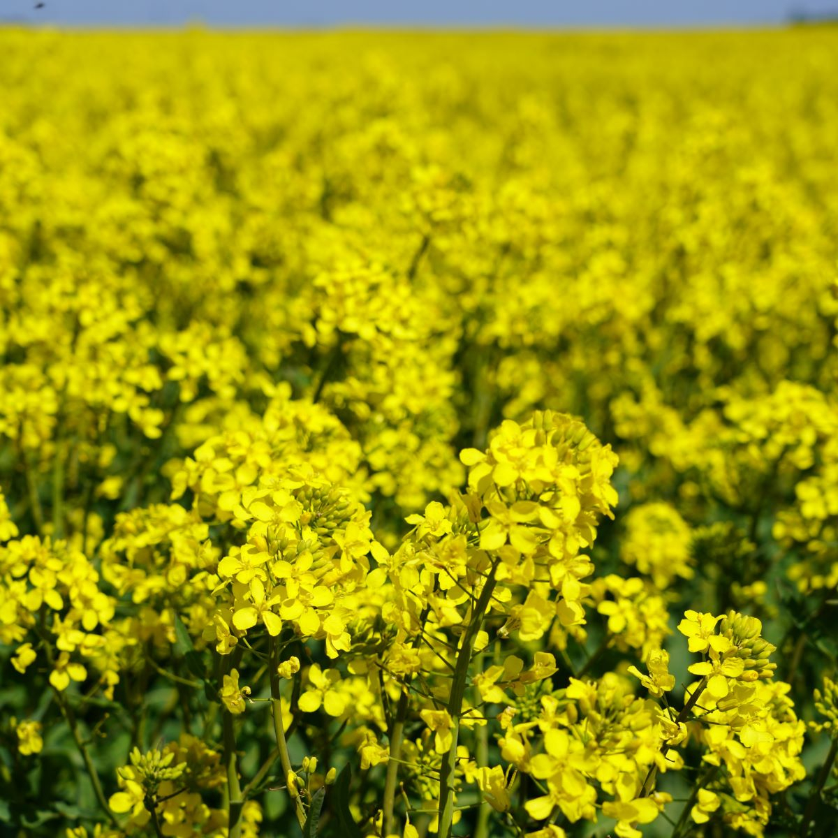 Žieminiai hibridiniai rapsai TRIATHLON (Integral Pro+ ComCat) | UAB ...