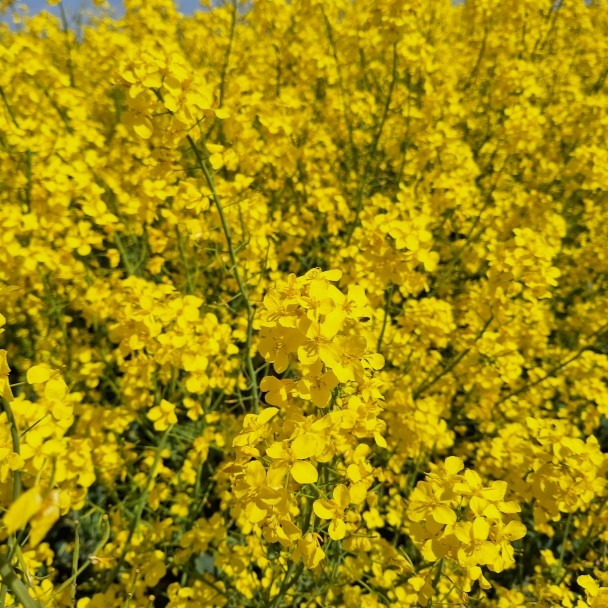 Žieminiai hibridiniai rapsai DK EXBURY (Scenic Gold) | UAB Agrokoncernas