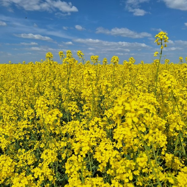 Žieminiai hibridiniai rapsai TRIATHLON (Integral Pro + Lumiposa ...